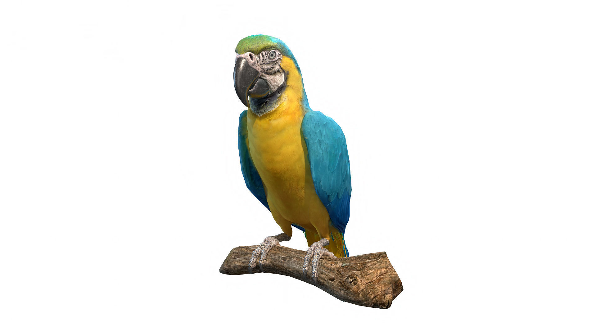 3D model Blue and Gold Macaw VR / AR / low-poly | CGTrader