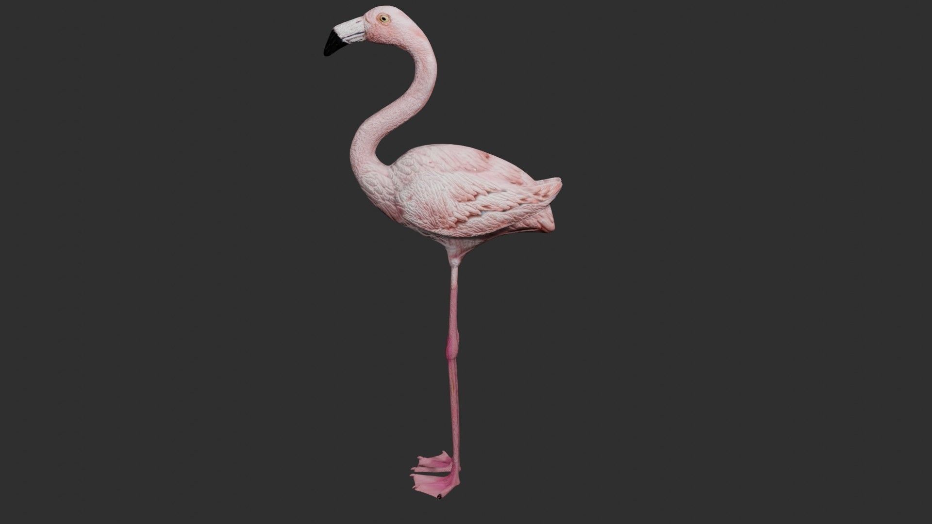 Flamingo 3D model rigged | CGTrader