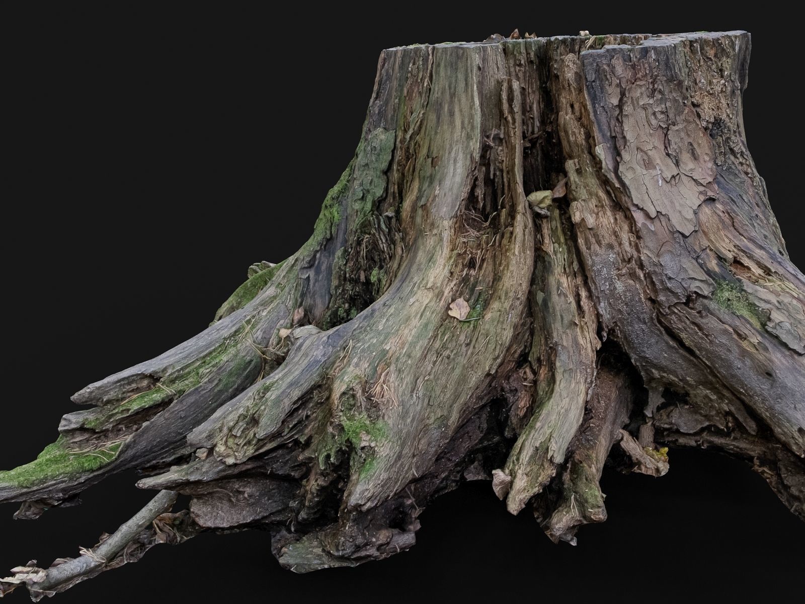 3D model 3d scanned tree stump PBR VR / AR / low-poly | CGTrader