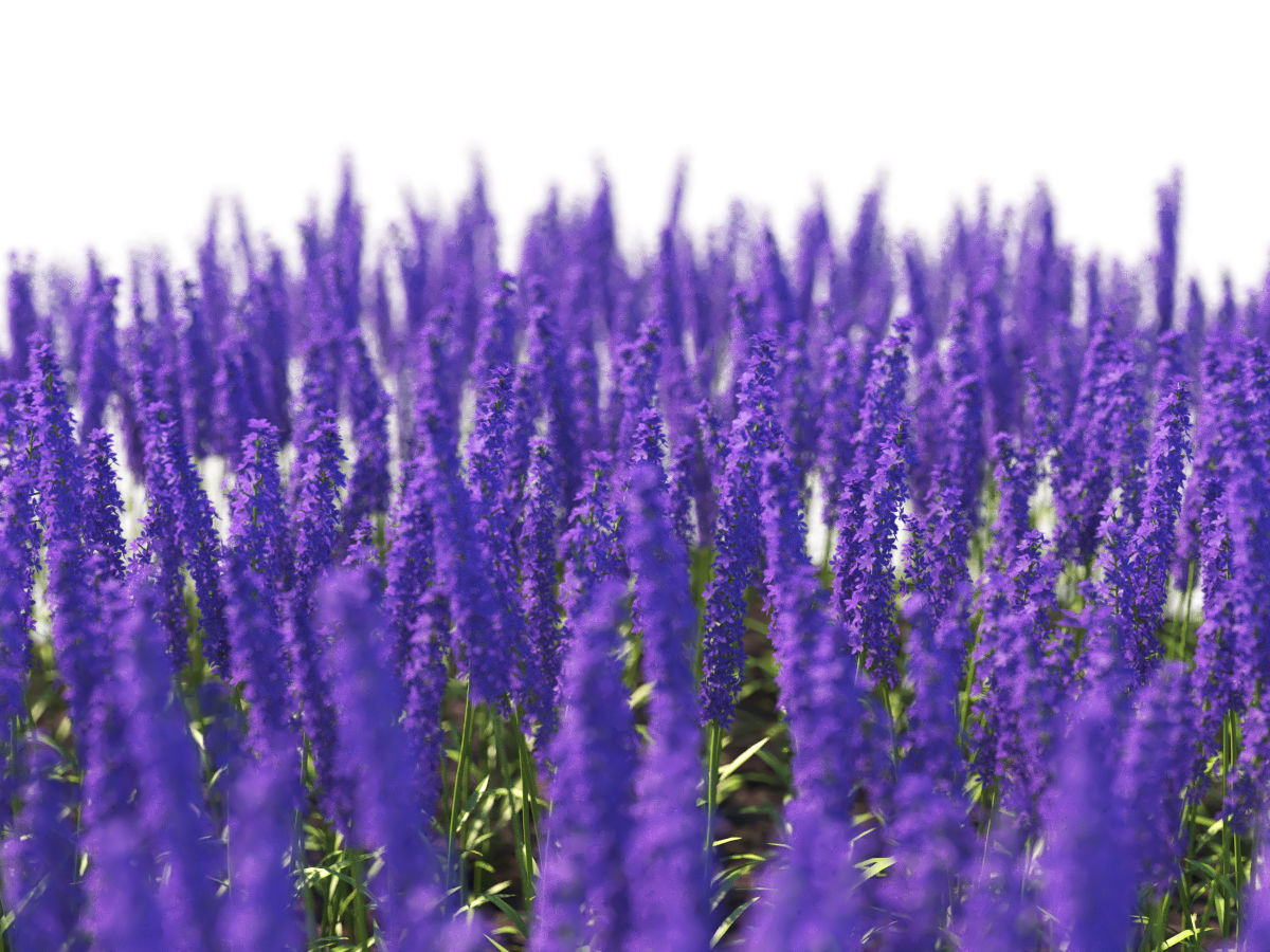 3D model Lavandula Angustifolia VR / AR / low-poly | CGTrader
