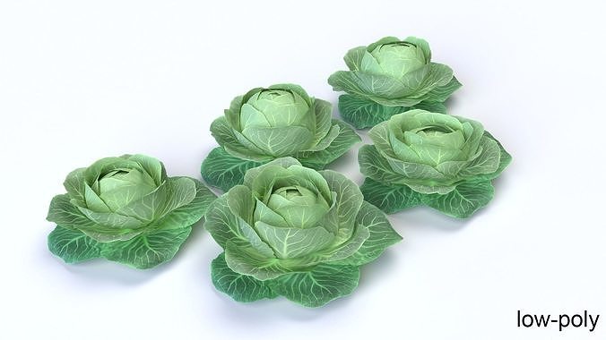 Cabbage 3D model | CGTrader