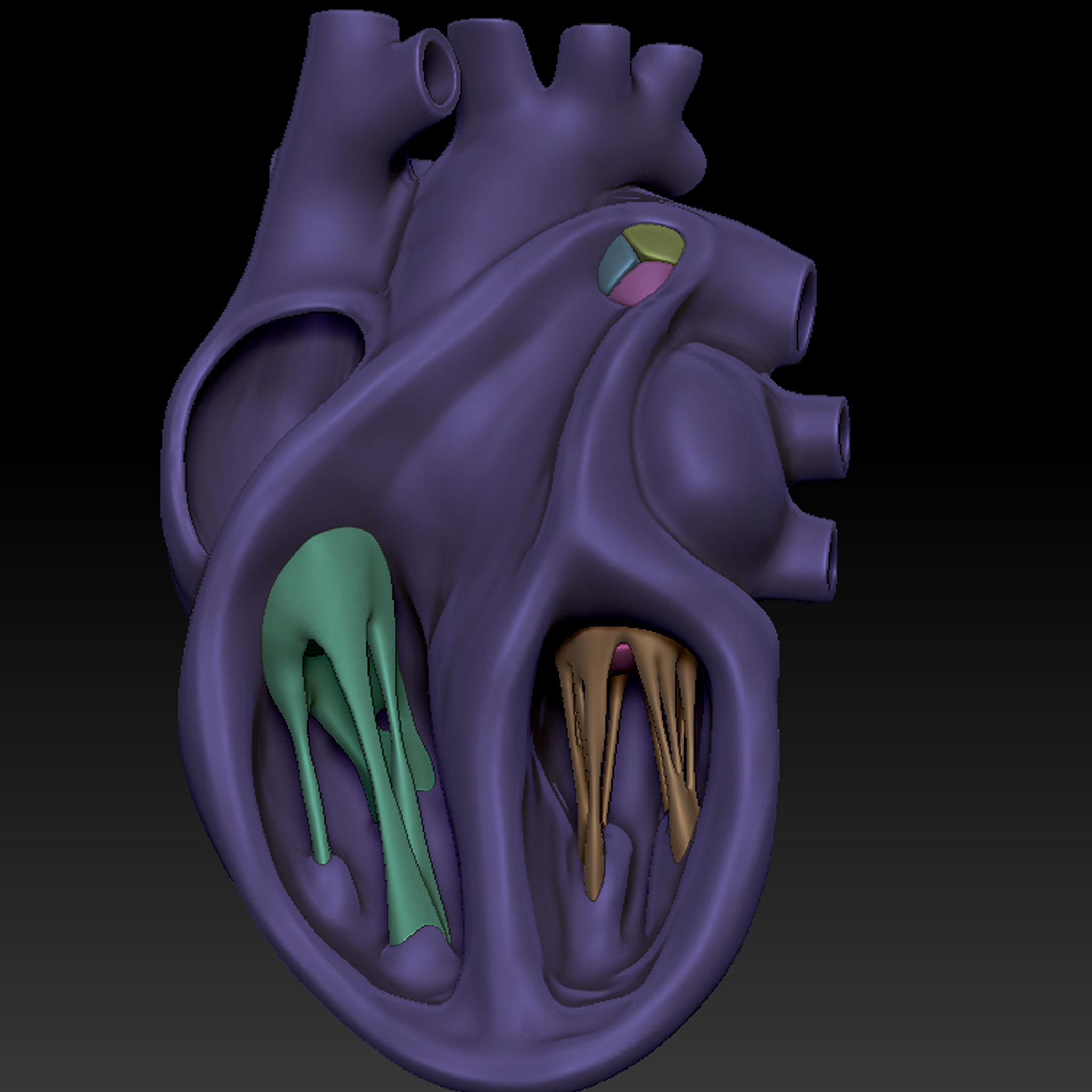 Human Heart Section Sculpt 3D model | CGTrader