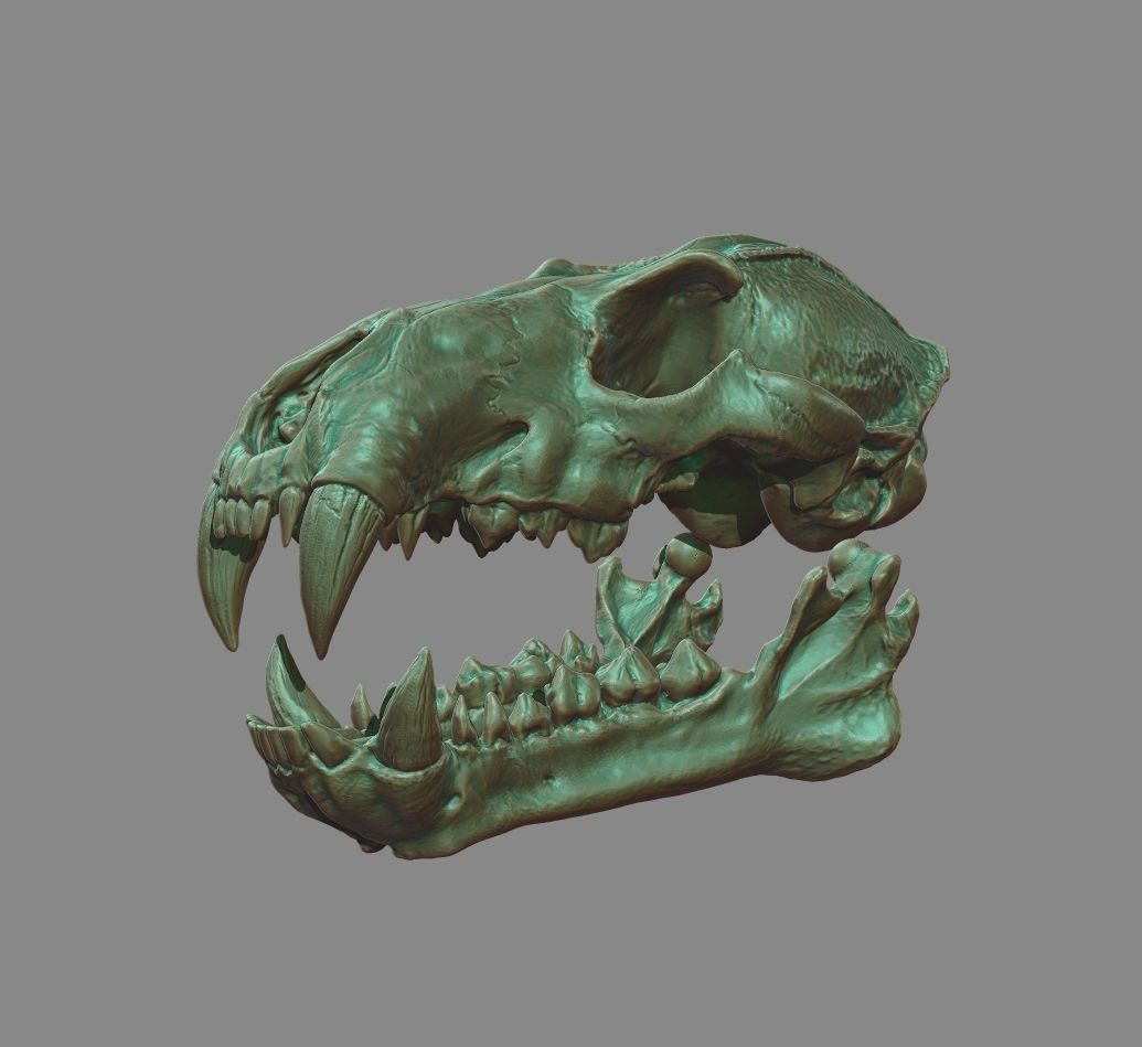 Skull of the beast 3D model 3D printable | CGTrader