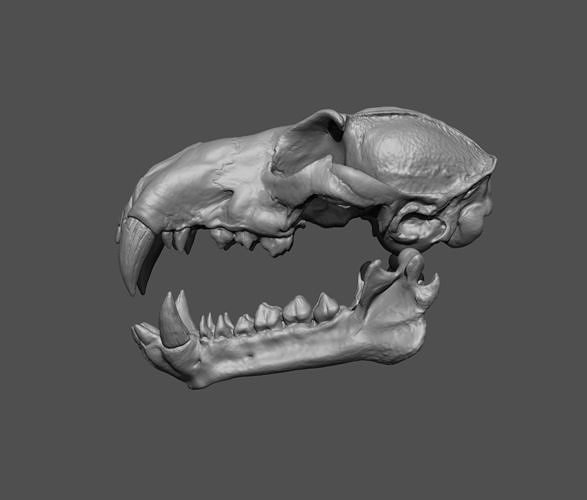 Skull of the beast 3D model 3D printable | CGTrader
