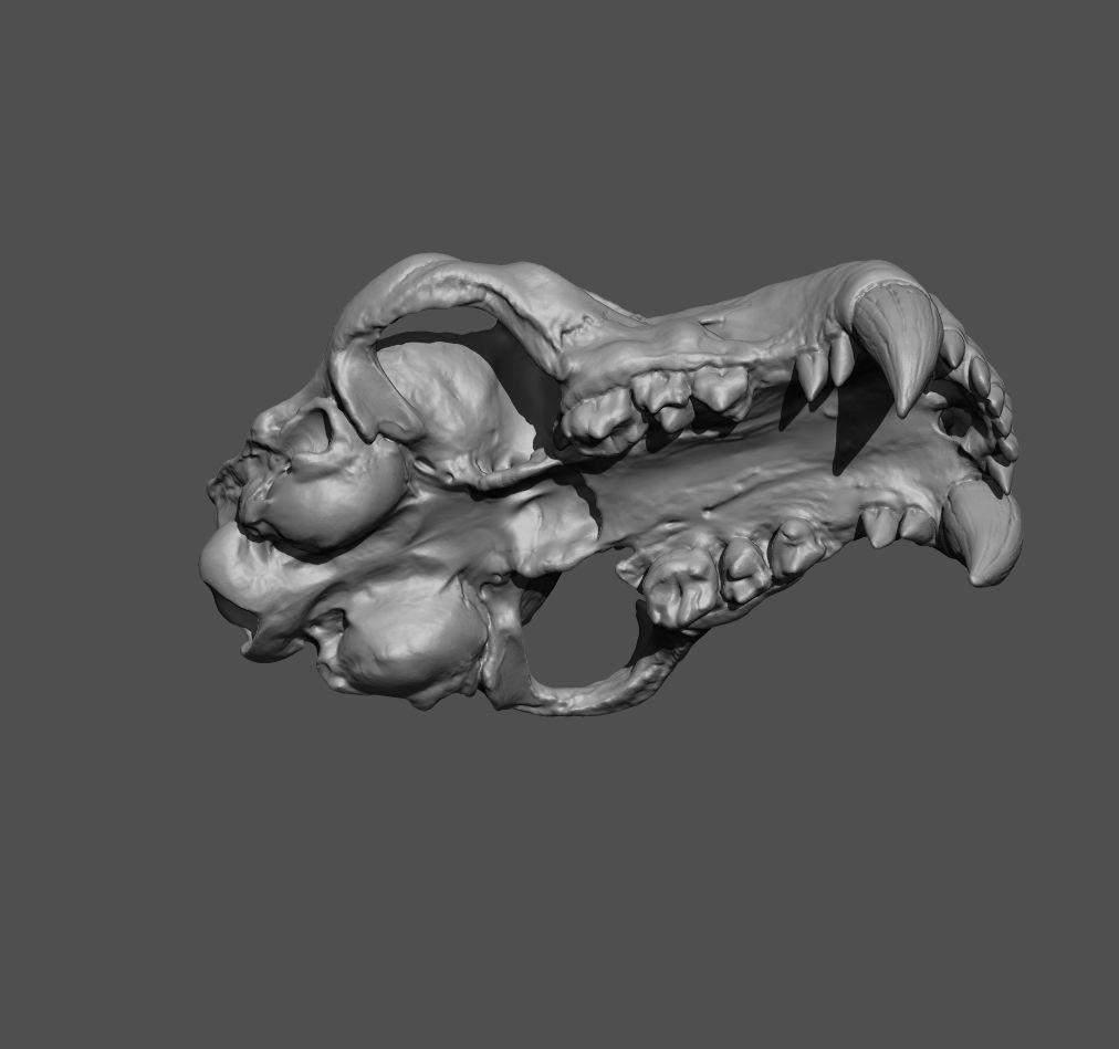 Skull of the beast 3D model 3D printable | CGTrader