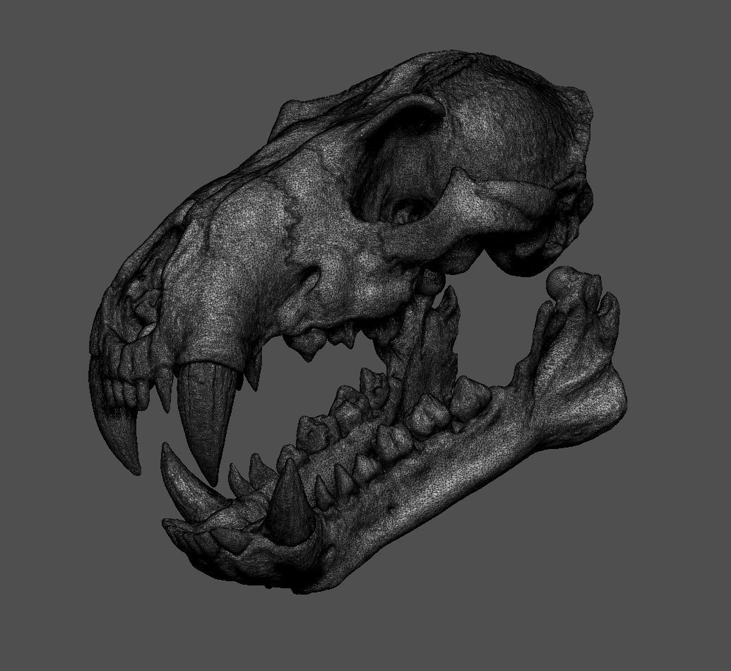 Skull of the beast 3D model 3D printable | CGTrader