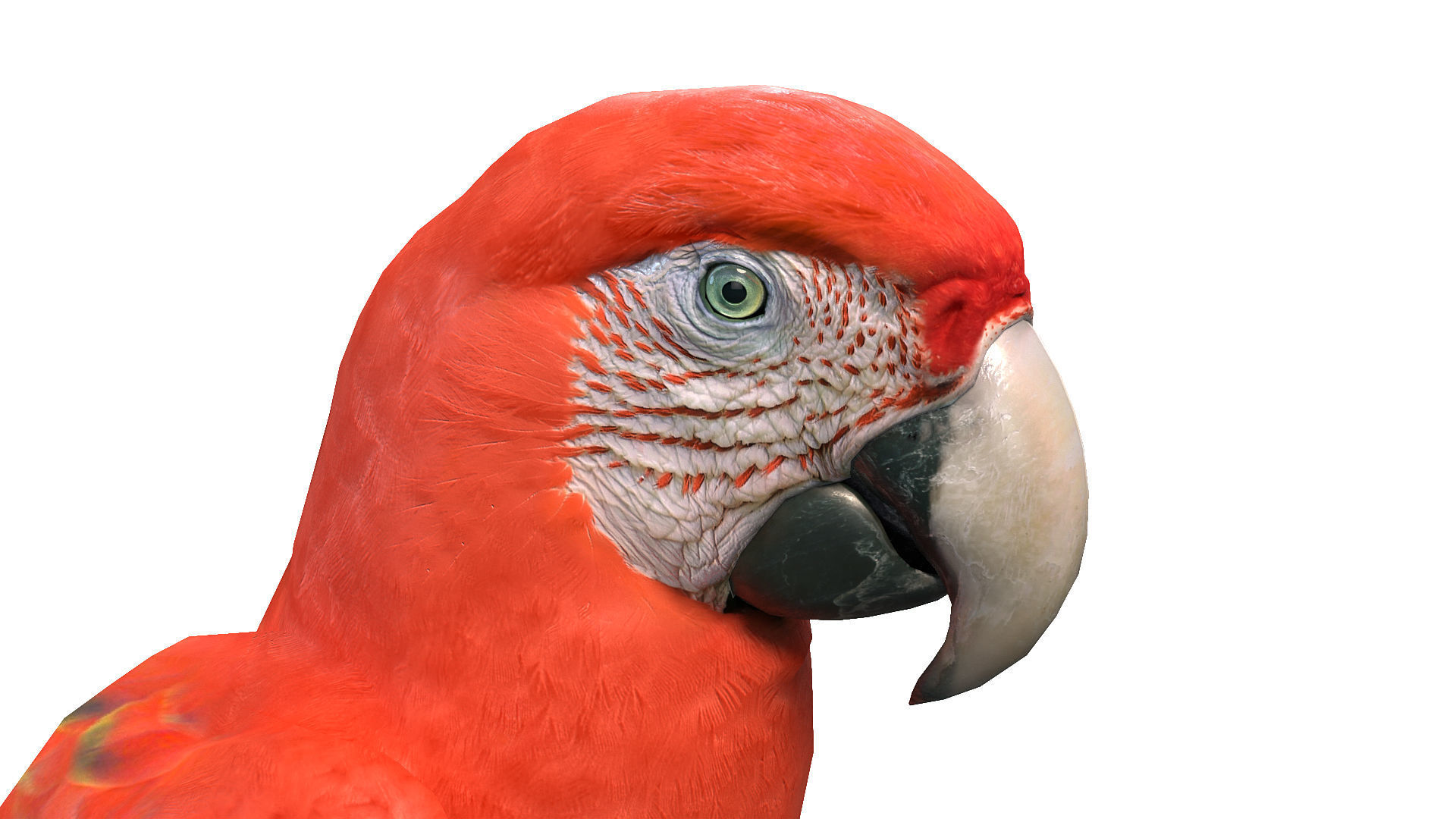 3D model Scarlet Macaw VR / AR / low-poly | CGTrader