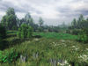 3D model Nature Package - Swamp Forest Environment Unity VR / AR / low ...