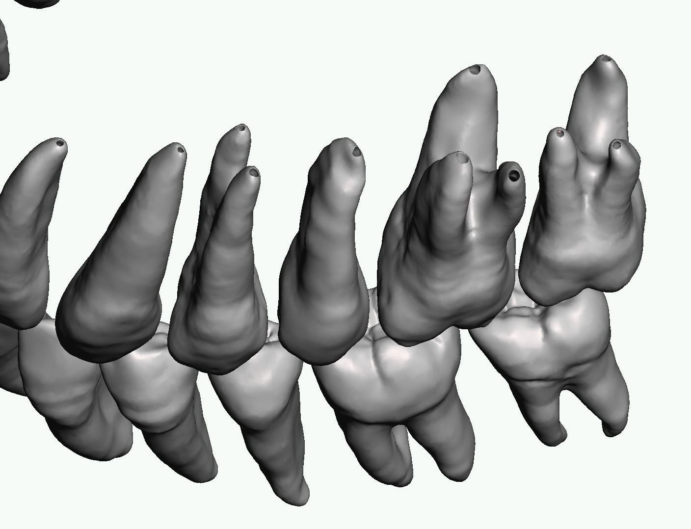 Maxillary and Mandibular teeth with pulp 3D model 3D printable | CGTrader