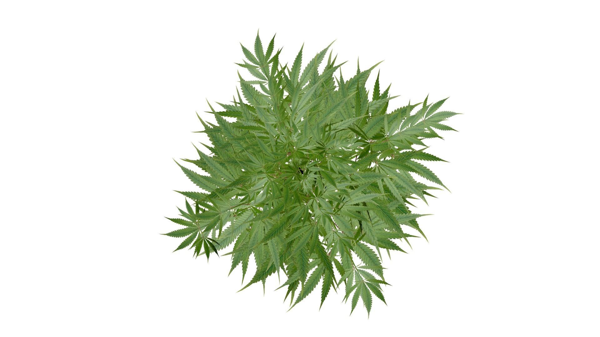 Marijuana plant 3D model | CGTrader