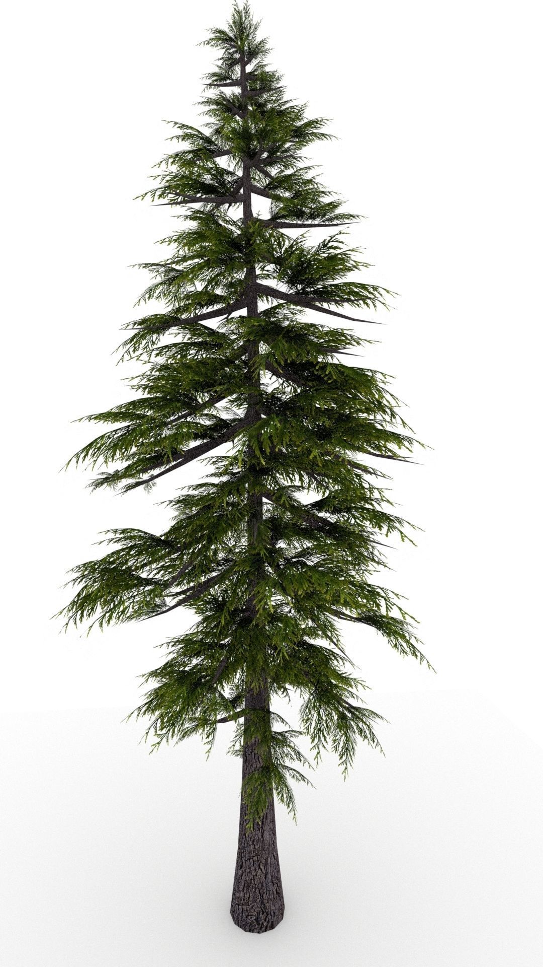 Pine Tree 3D model | CGTrader