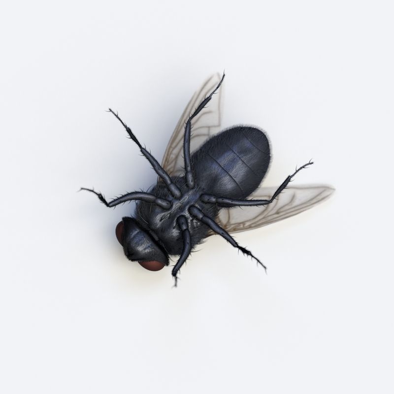 HouseFly 3D model | CGTrader