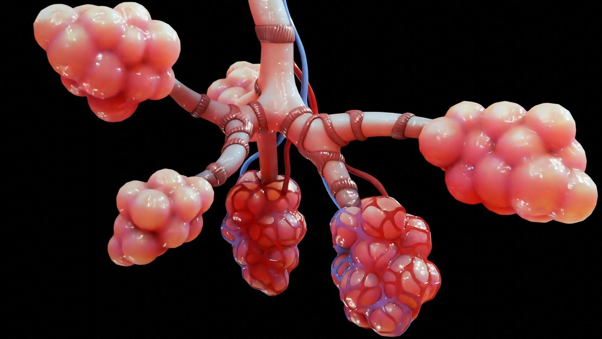 Realistic Human Bronchi Alveoli Anatomy 3D model | CGTrader