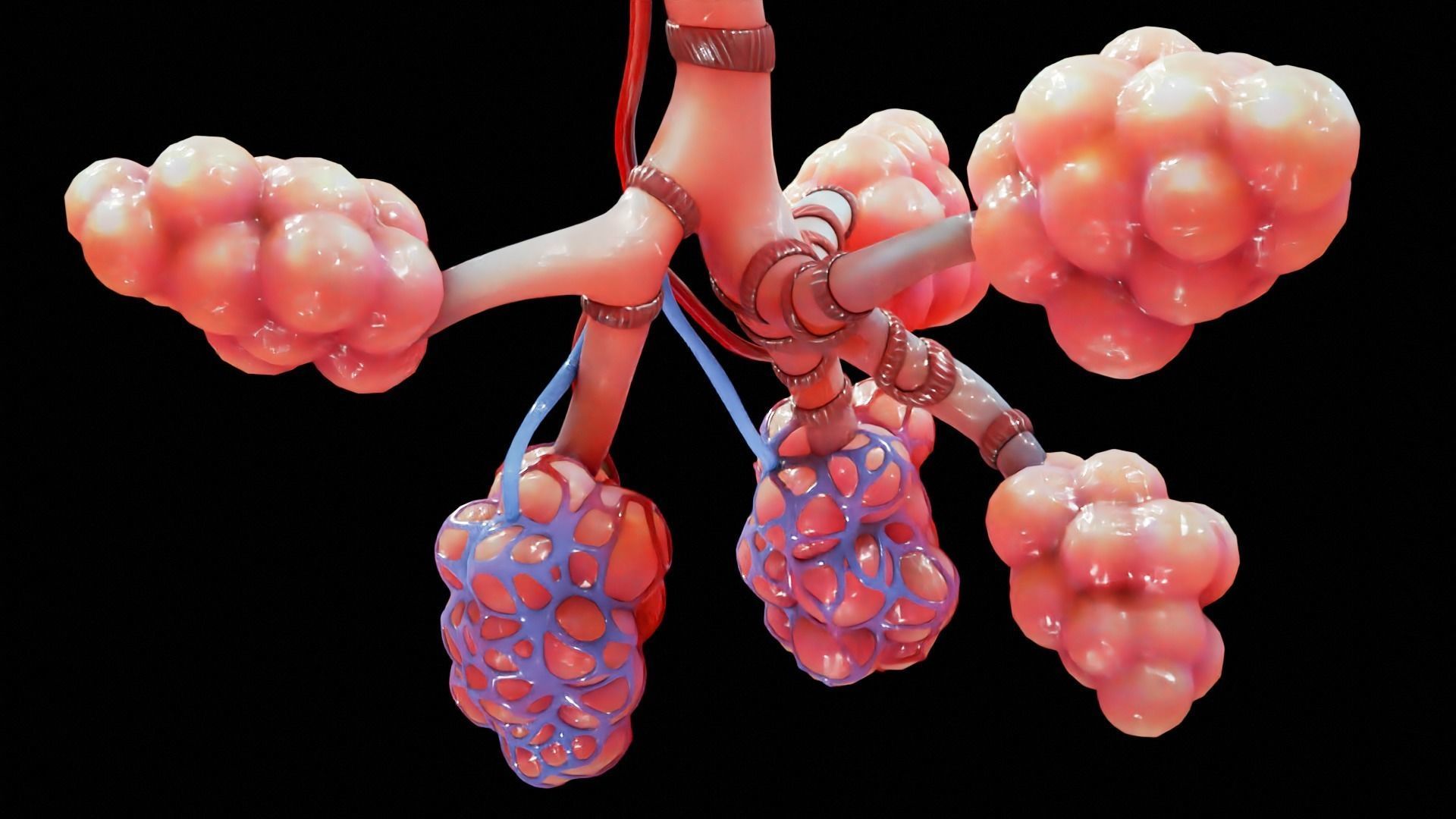 Realistic Human Bronchi Alveoli Anatomy 3D model | CGTrader
