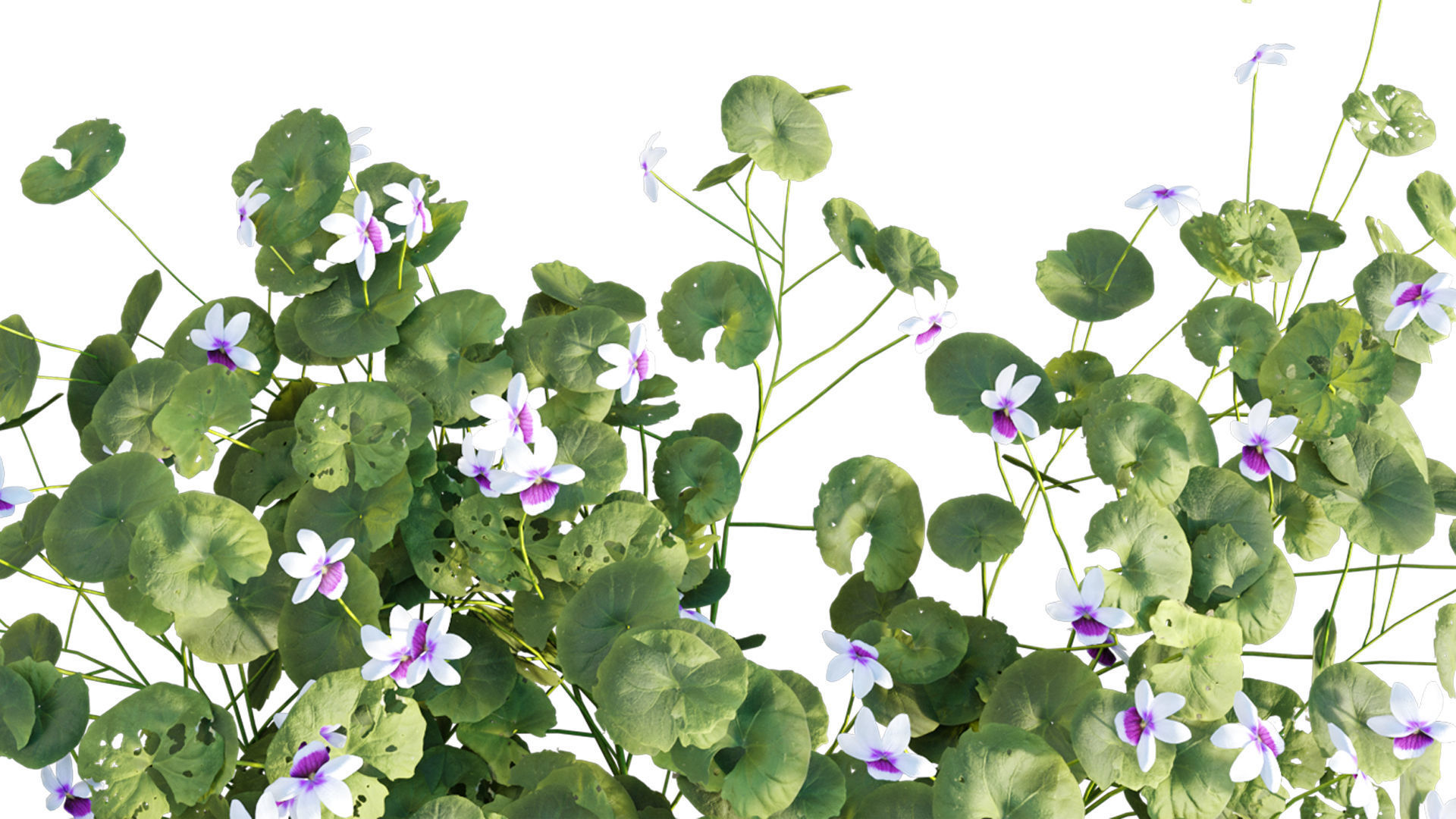 Viola hederacea -Australian Native Violet - 01 3D model | CGTrader