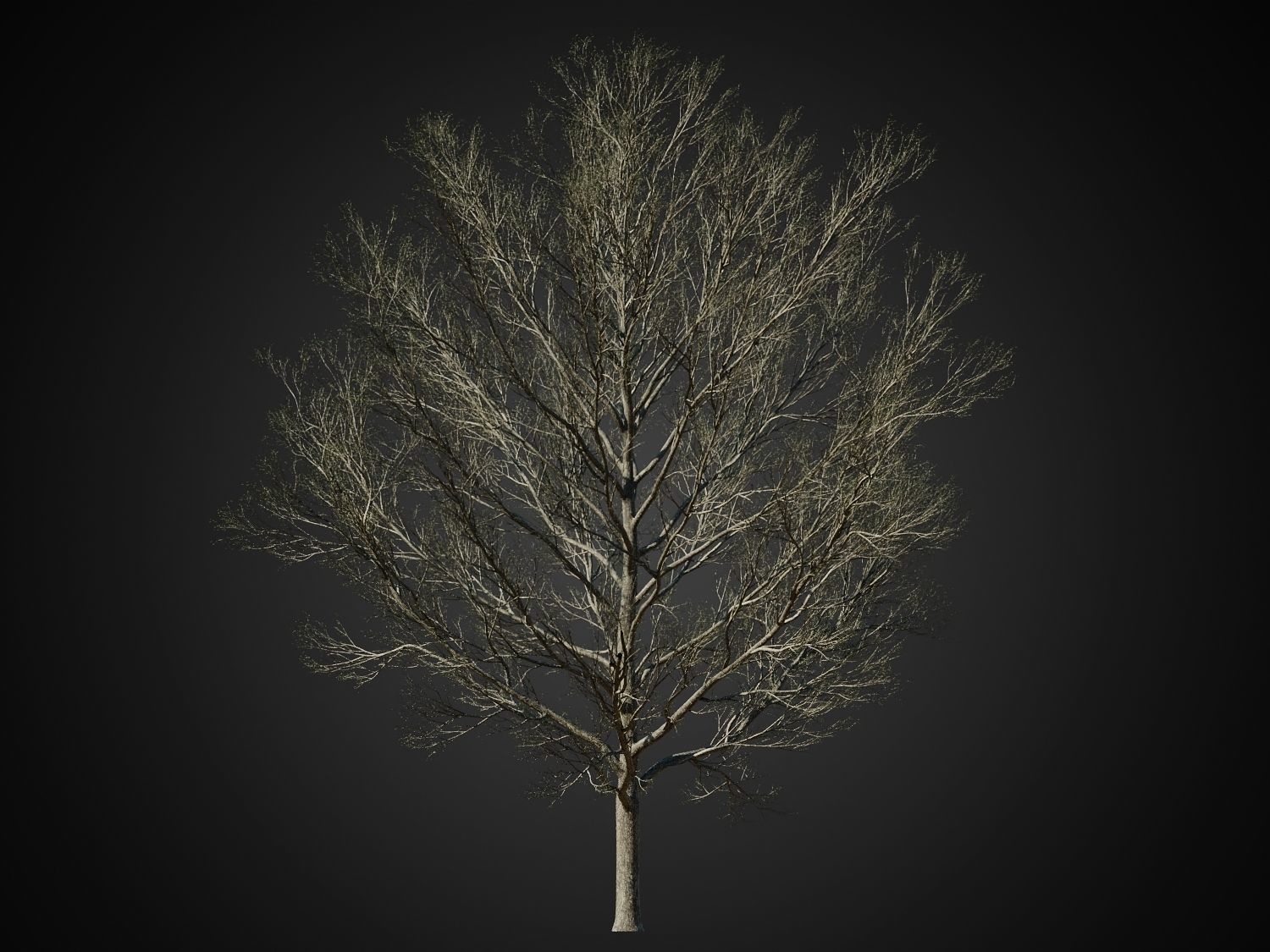 HeliosVegetation vol1 Autumn - leafless tree pack VRAY 3D model | CGTrader