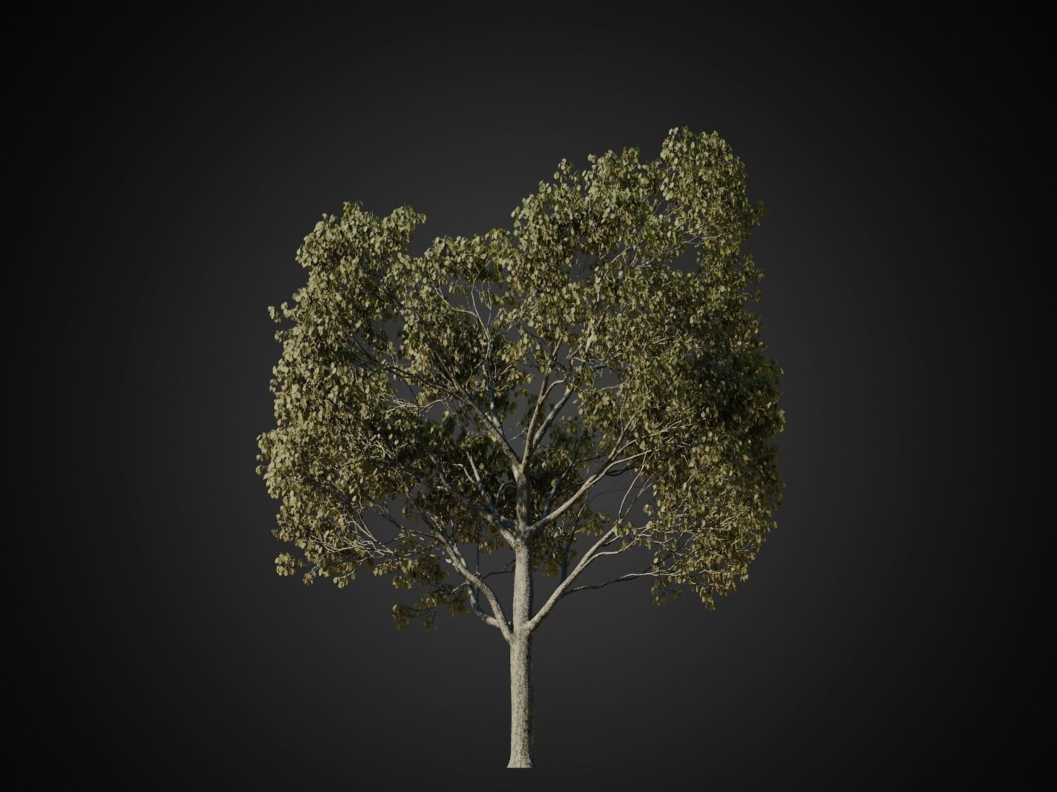 HeliosVegetation vol1 Autumn - leafless tree pack VRAY 3D model | CGTrader