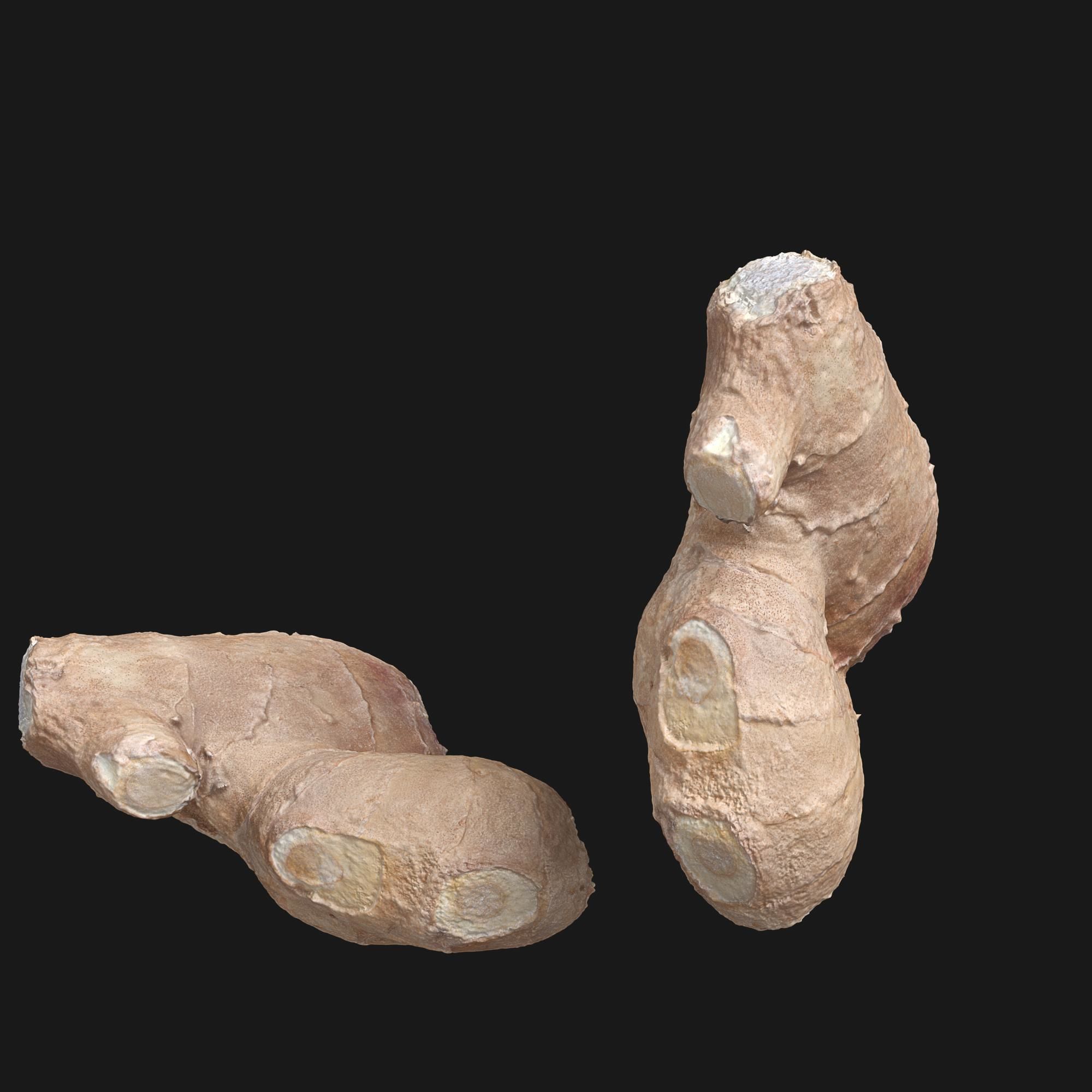 Ginger Photorealistic 3D model 3D model | CGTrader