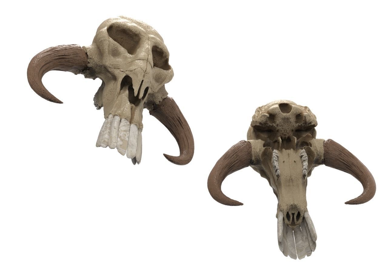 Mandalorian scull Mythosaur Skull low poly and hi poly model 3D model ...