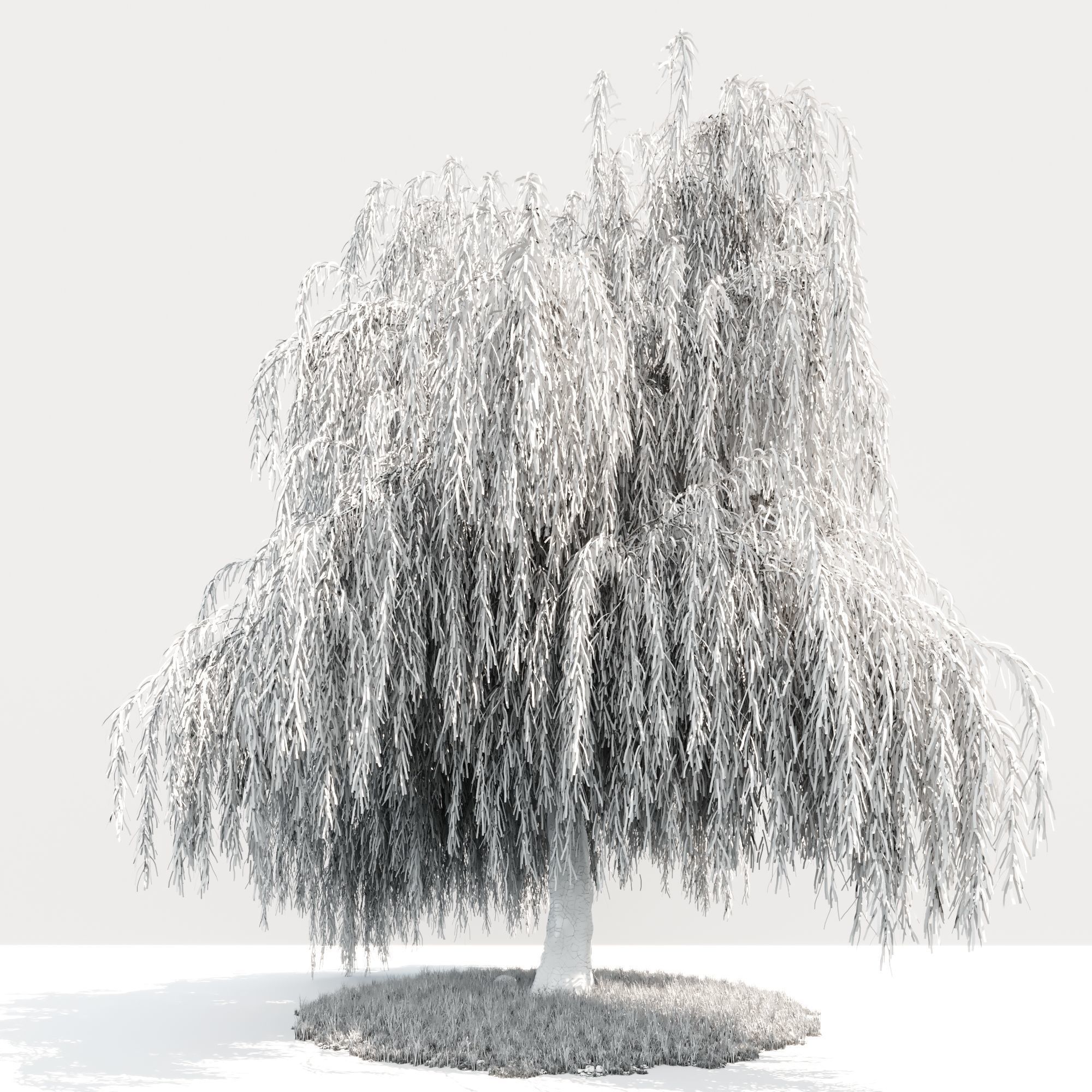 willow tree 3D model | CGTrader