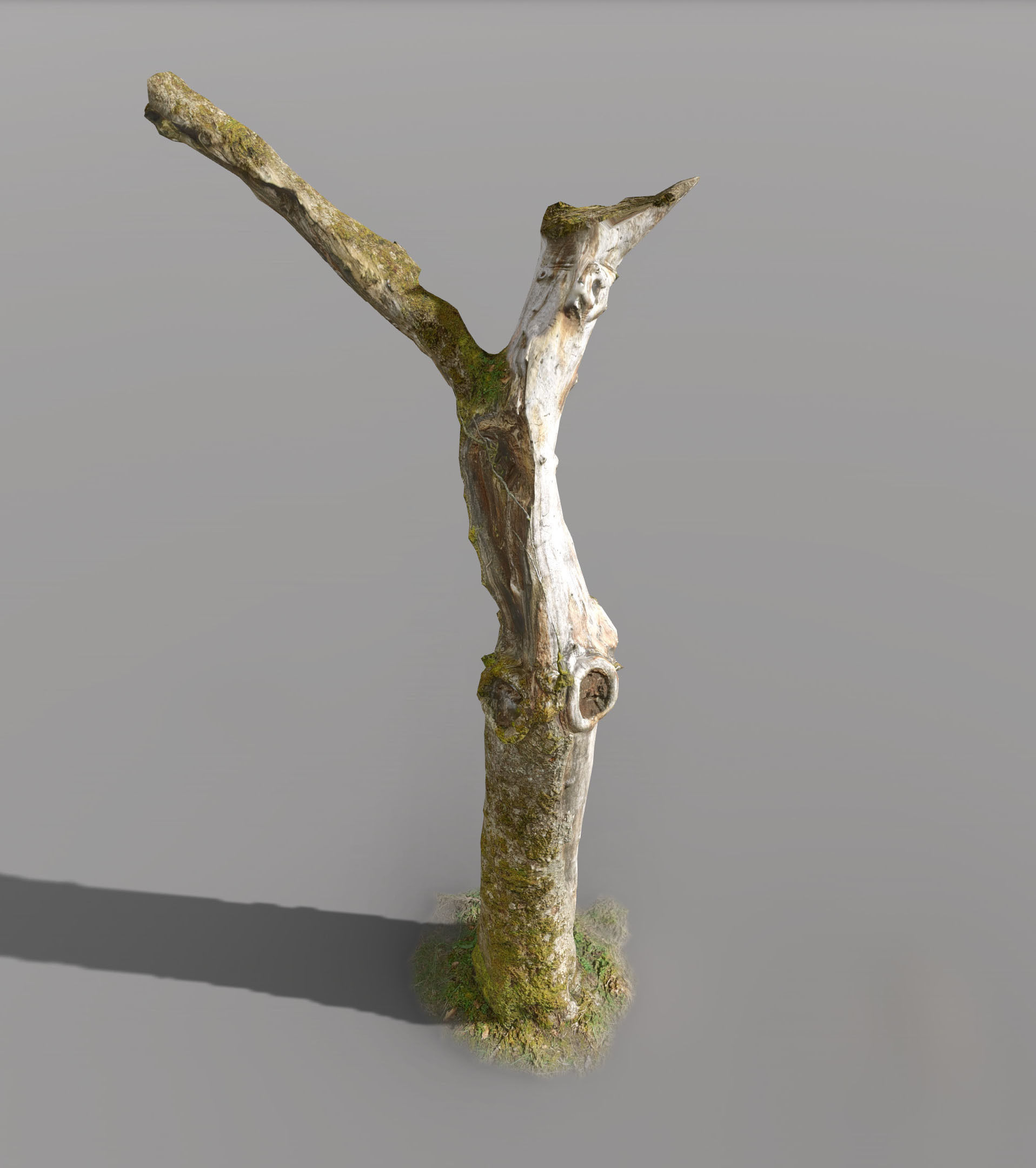 3D model Dead Tree Collection 3D Low poly VR / AR / low-poly | CGTrader