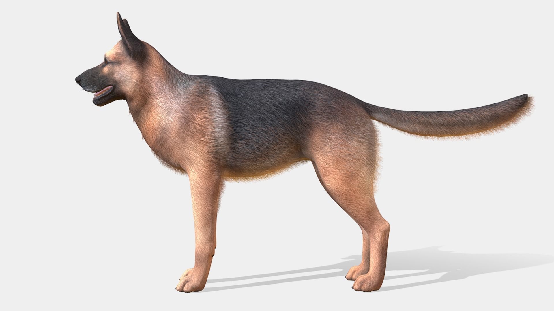 3D model Dog - Shepherd VR / AR / low-poly rigged animated | CGTrader