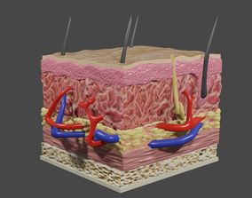 Animated Skin 3D Models | CGTrader