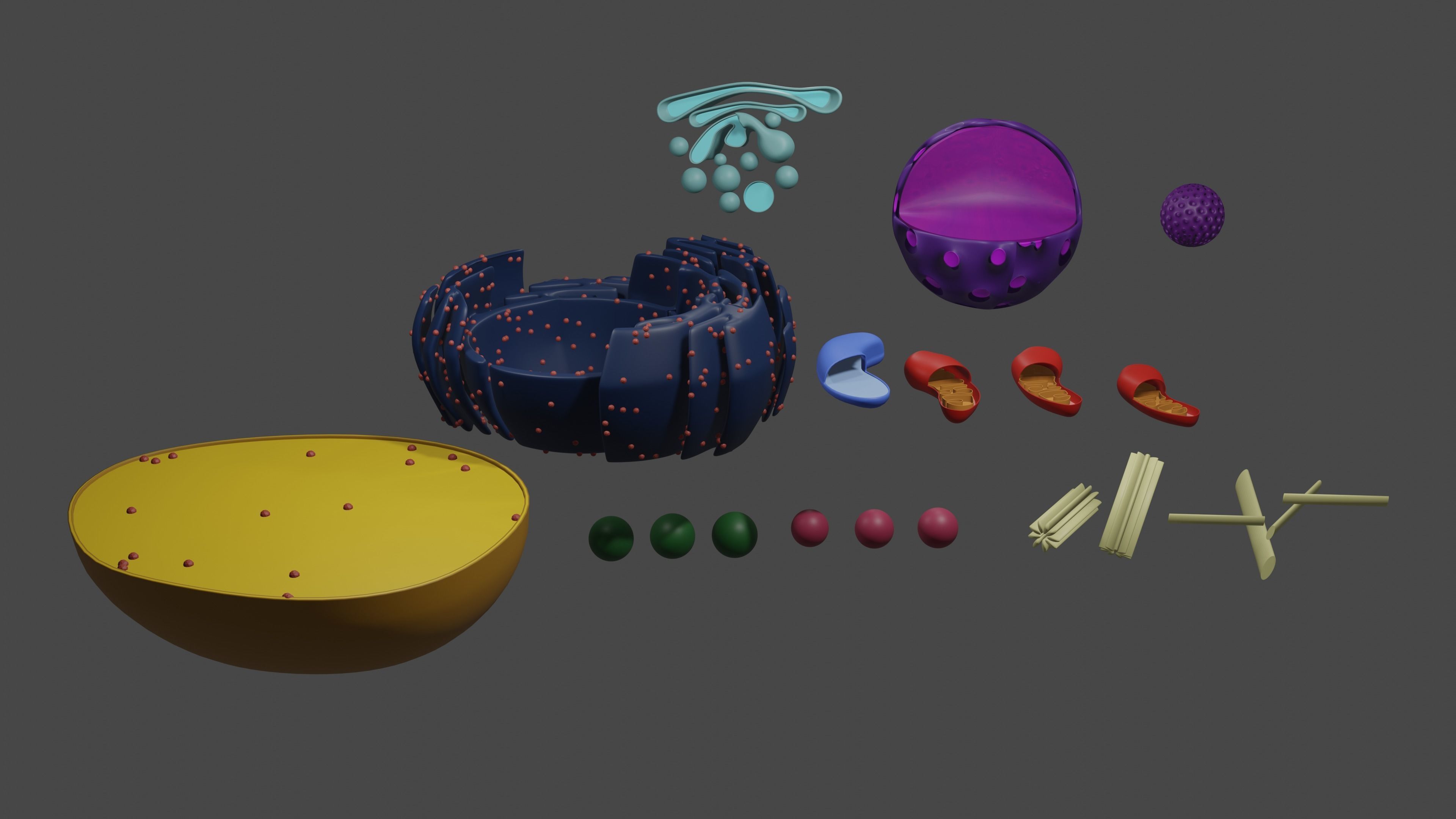 3D model Animal Cell structure cross section VR / AR / low-poly | CGTrader