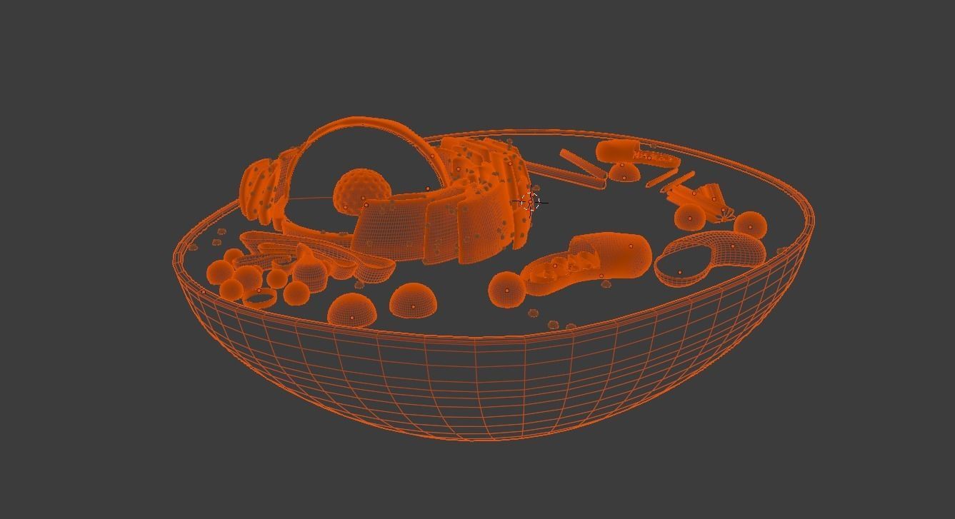 3D model Animal Cell structure cross section VR / AR / low-poly | CGTrader