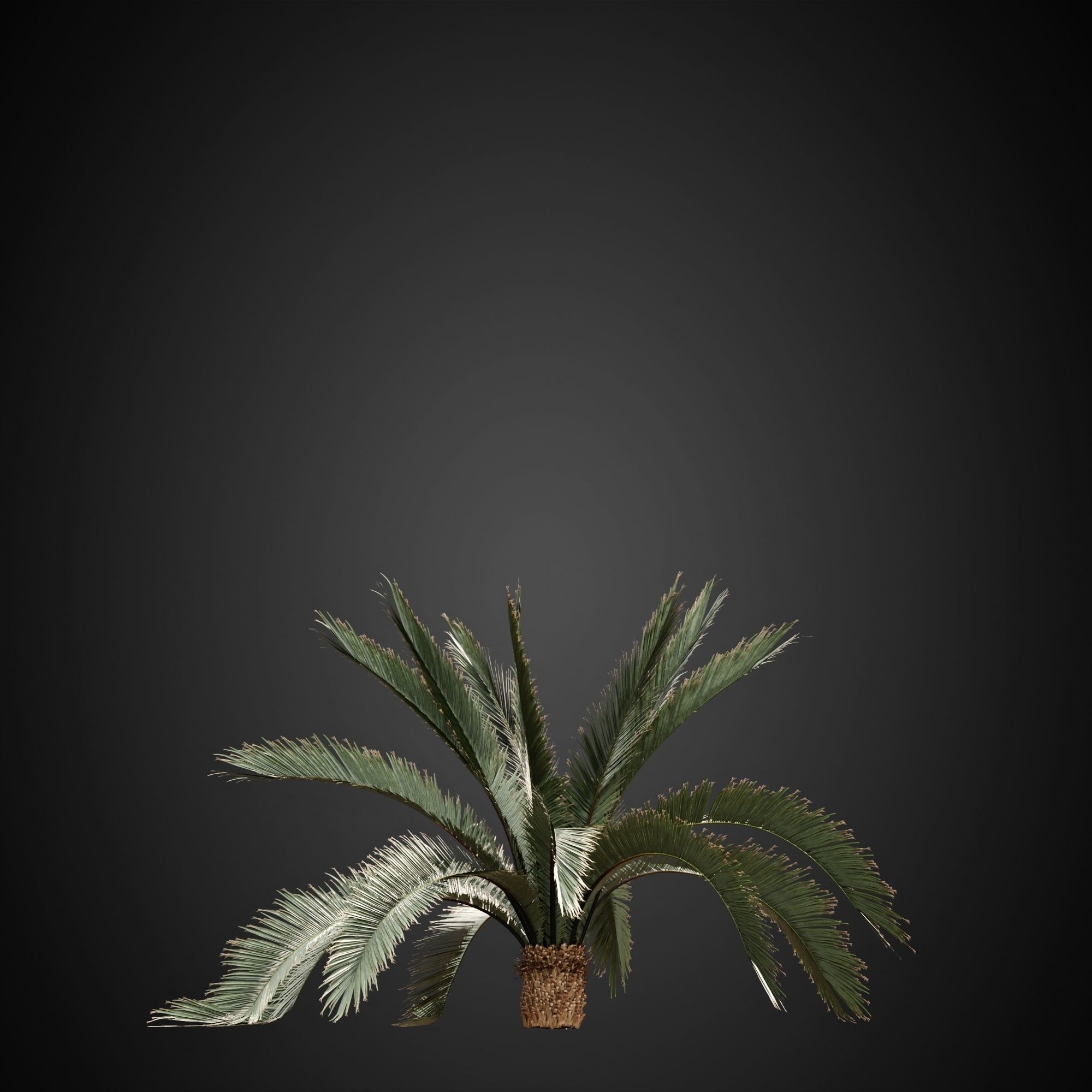 HeliosVegetation vol3 - Palm trees and bushes CORONA 3D model | CGTrader