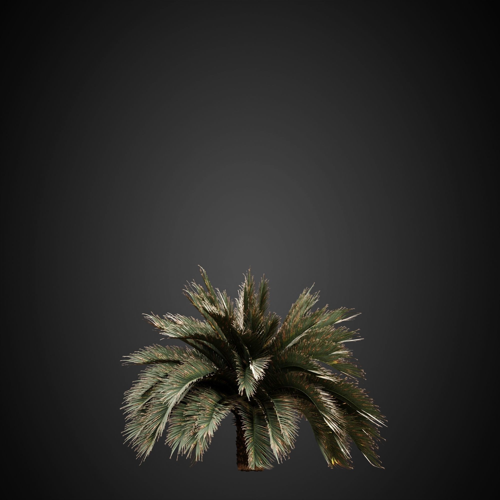 HeliosVegetation vol3 - Palm trees and bushes VRAY 3D model | CGTrader