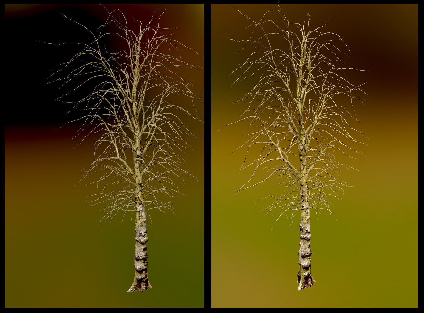 3D model Chestnut Forest Trees Scan VR / AR / low-poly | CGTrader