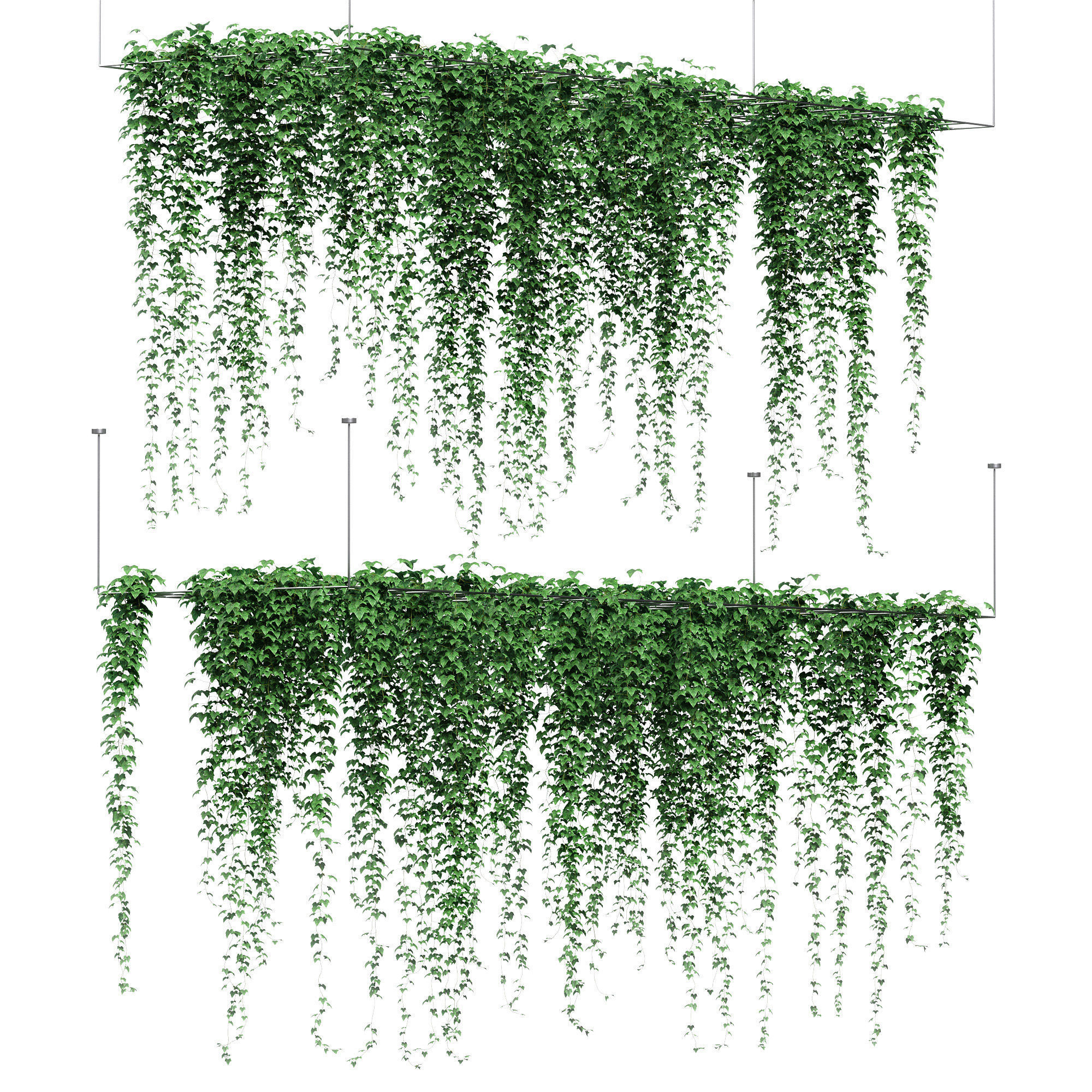 Ivy hanging on grid for ceiling - 2 models 3D model | CGTrader