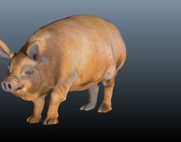 Hog 3D Models | Download 3D Hog files | CGTrader.com