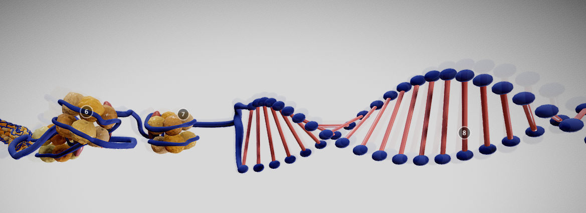 3D model Chromosome Structure VR / AR / low-poly | CGTrader
