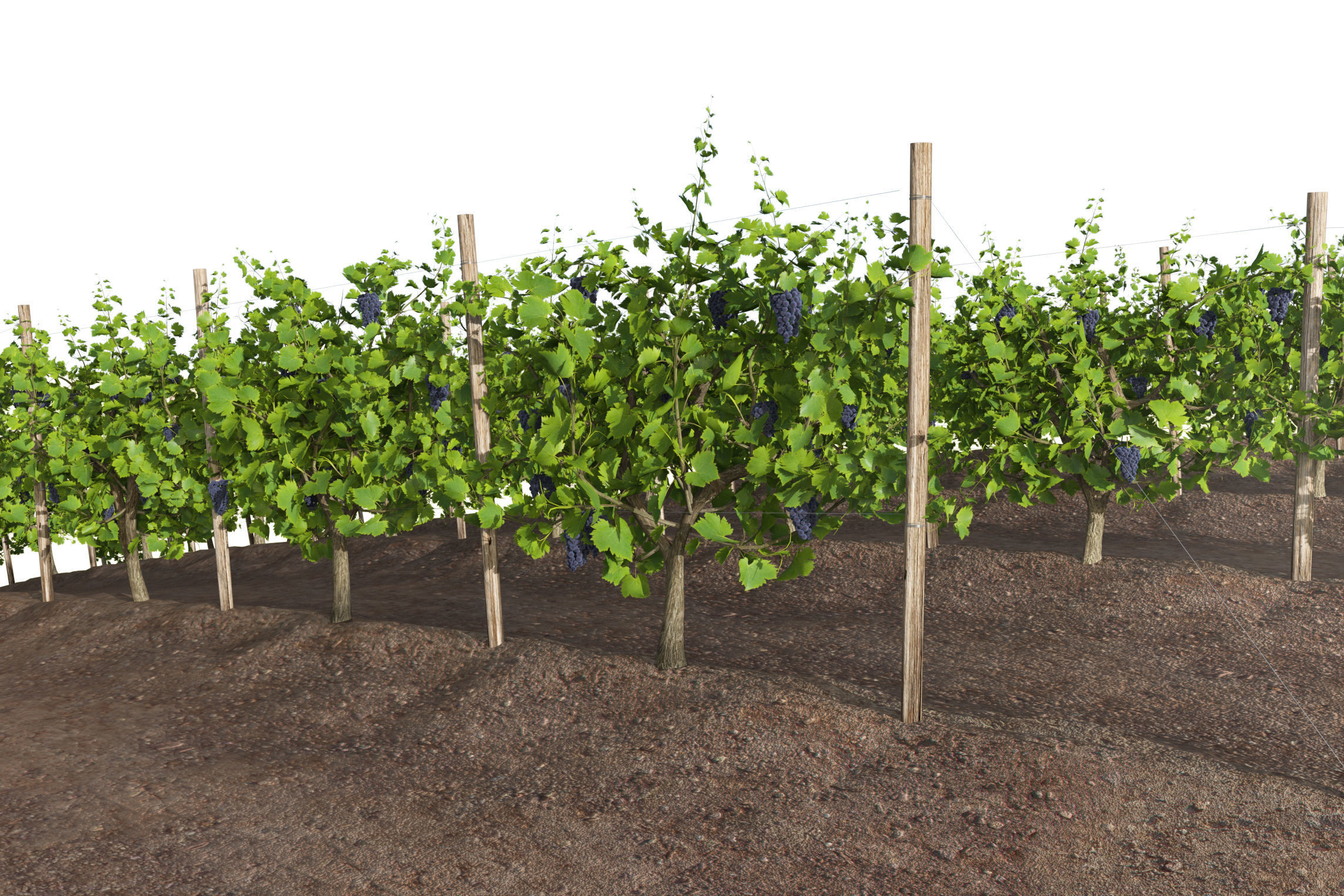 Wine Plant Vineyard Grapes fruits v3 3D model | CGTrader