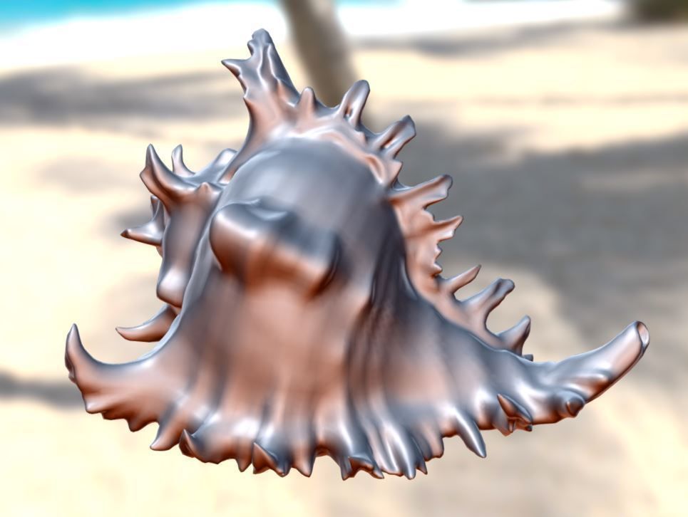 3D model Sea Shell VR / AR / low-poly | CGTrader