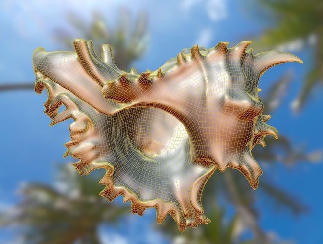 3D model Sea Shell VR / AR / low-poly | CGTrader