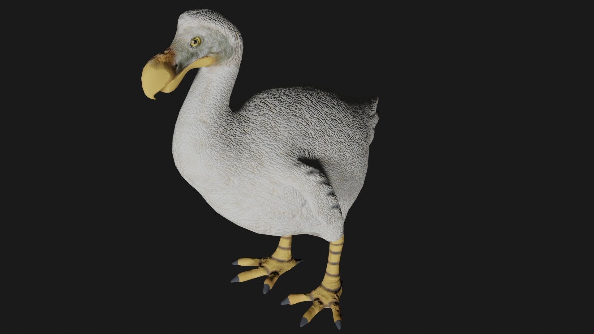 Dodo Bird 3D model rigged | CGTrader