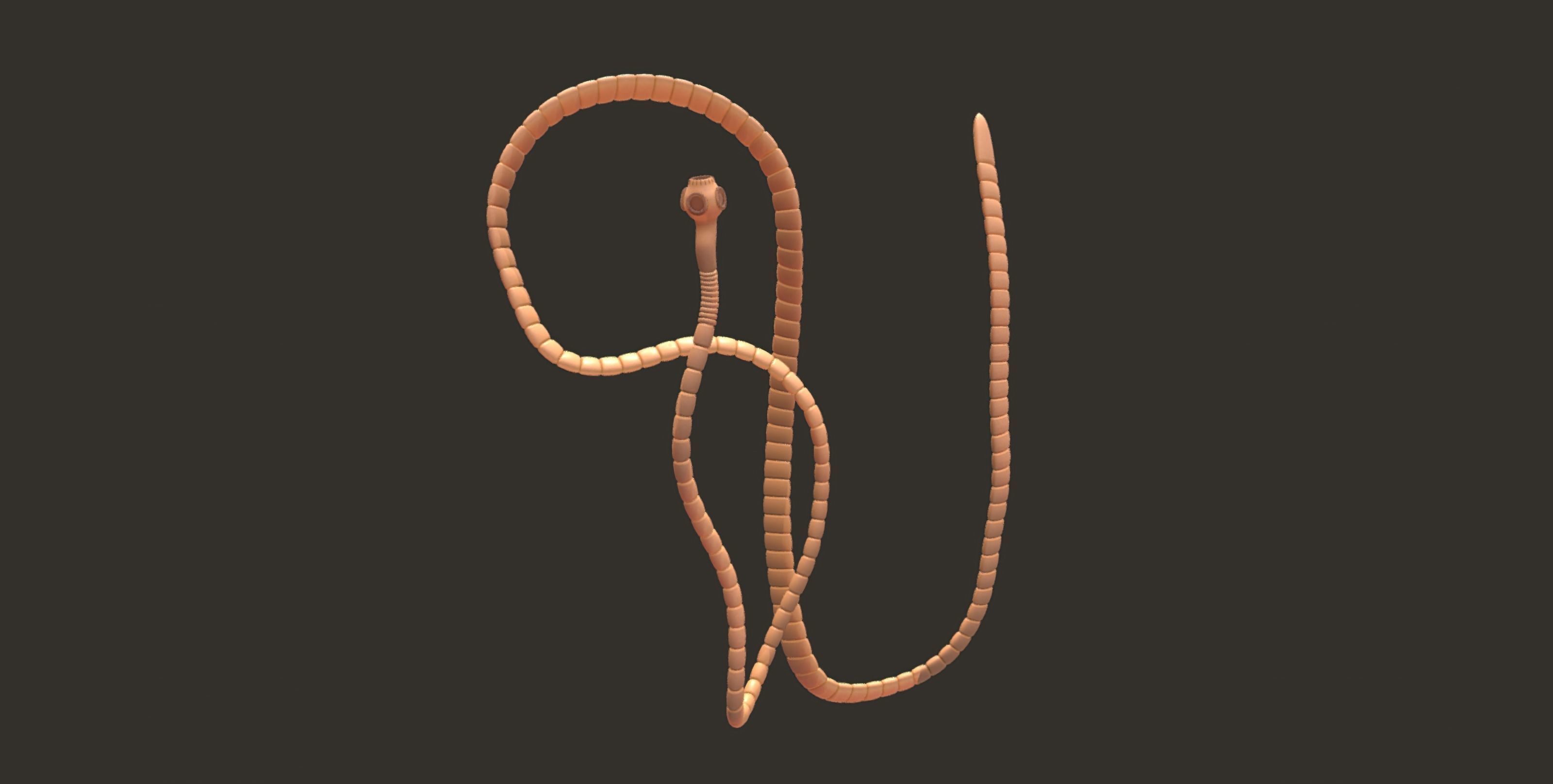 TapeWorm snake chain 3D model | CGTrader