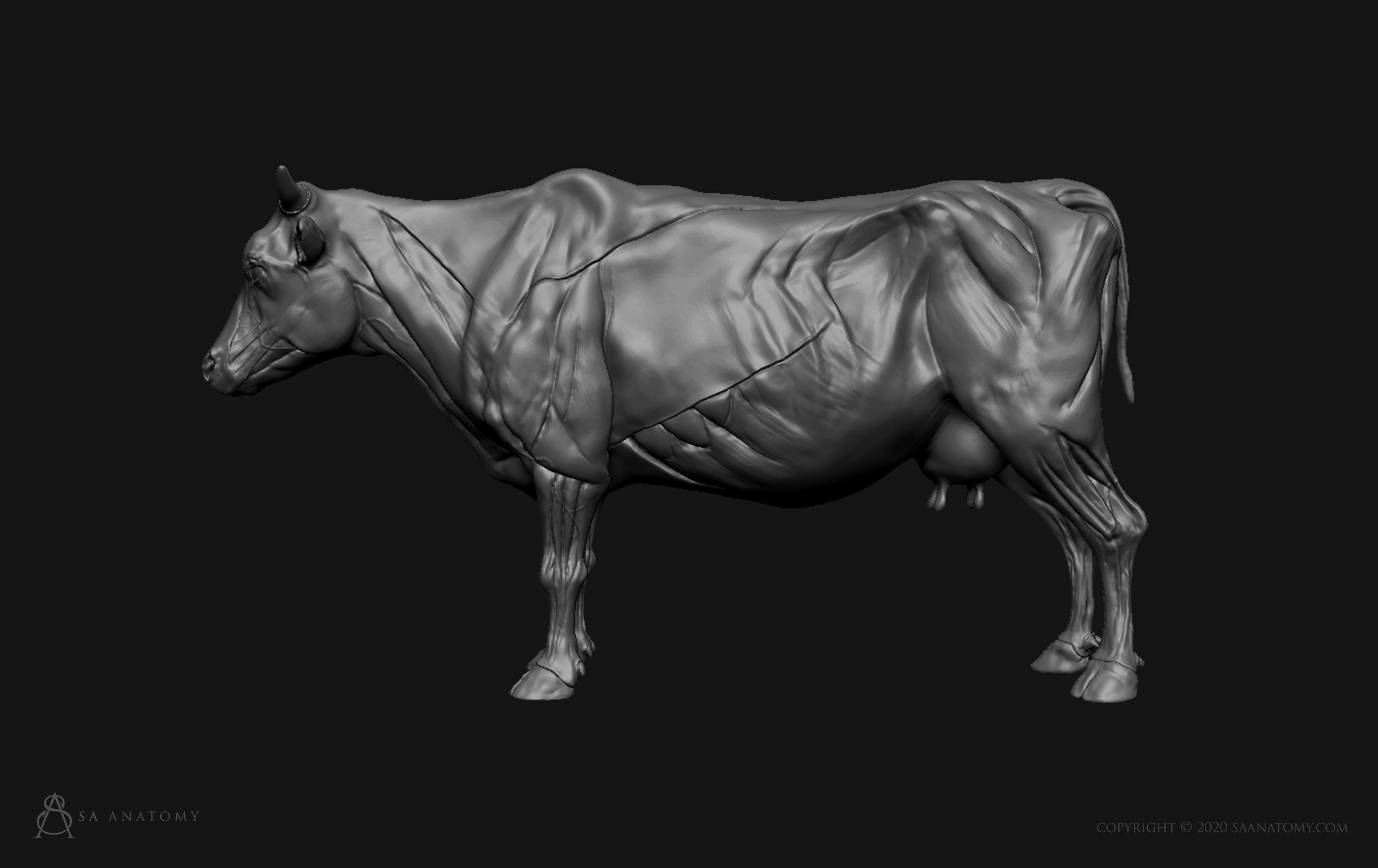 Cow-Bovine Anatomy 3D model 3D printable | CGTrader