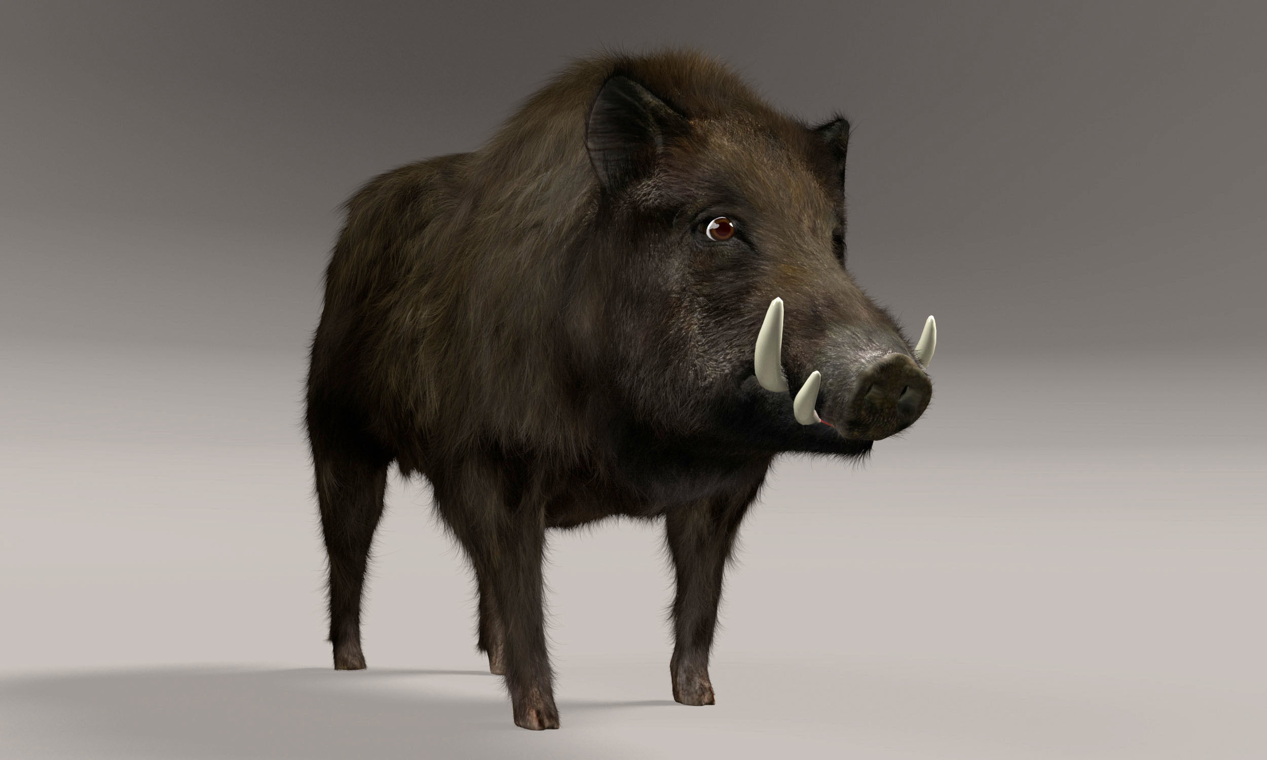 3D model animated Wild Boar | CGTrader