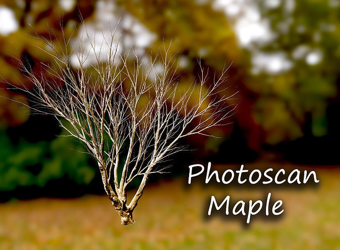 3D model Autumn Maple Scan VR / AR / low-poly | CGTrader