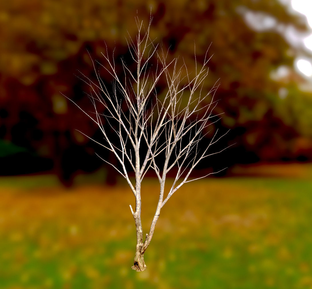 3D model Autumn Maple Scan VR / AR / low-poly | CGTrader