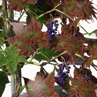 2020 Xfrog Plants Agriculture Library 3D model | CGTrader