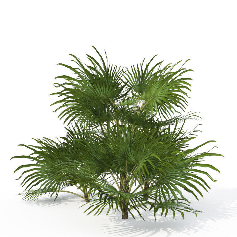 2020 XfrogPlants Tropical Trees Library 3D model | CGTrader