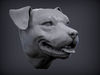 Pit bull head 3D model 3D printable | CGTrader