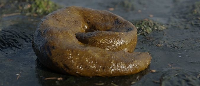 3D model Realistic Wet Shit VR / AR / low-poly | CGTrader