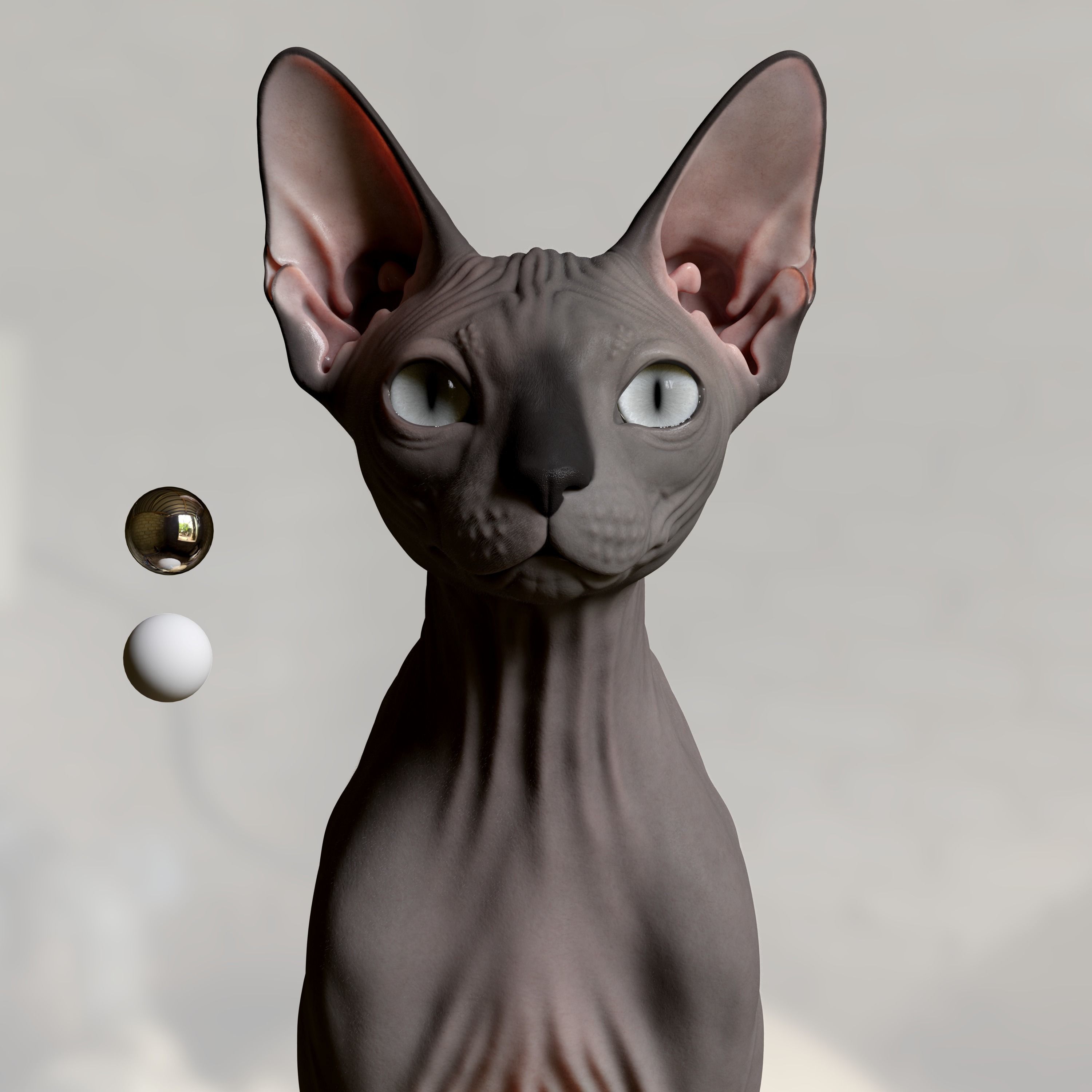 Sphynx Cat 3D model | CGTrader