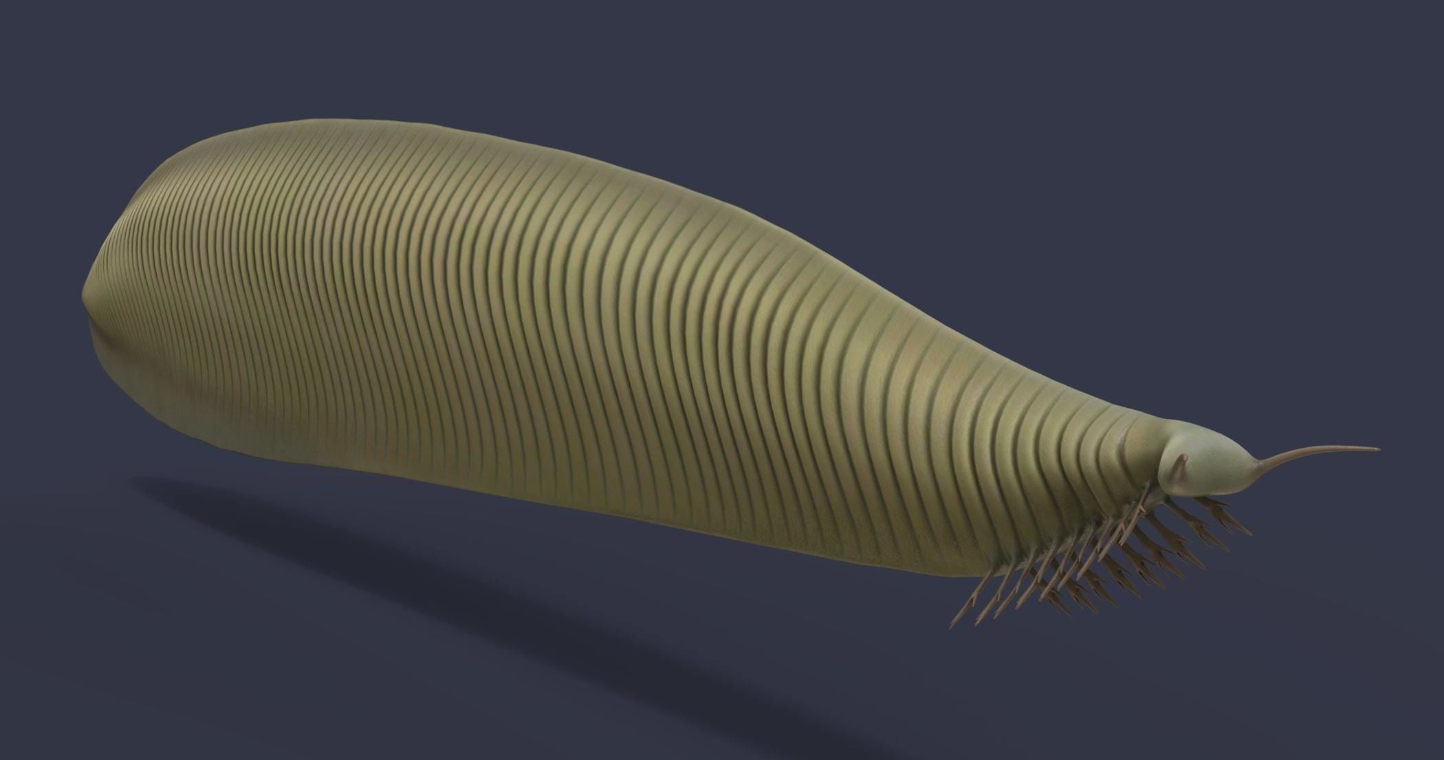 Pikaia 3D model | CGTrader